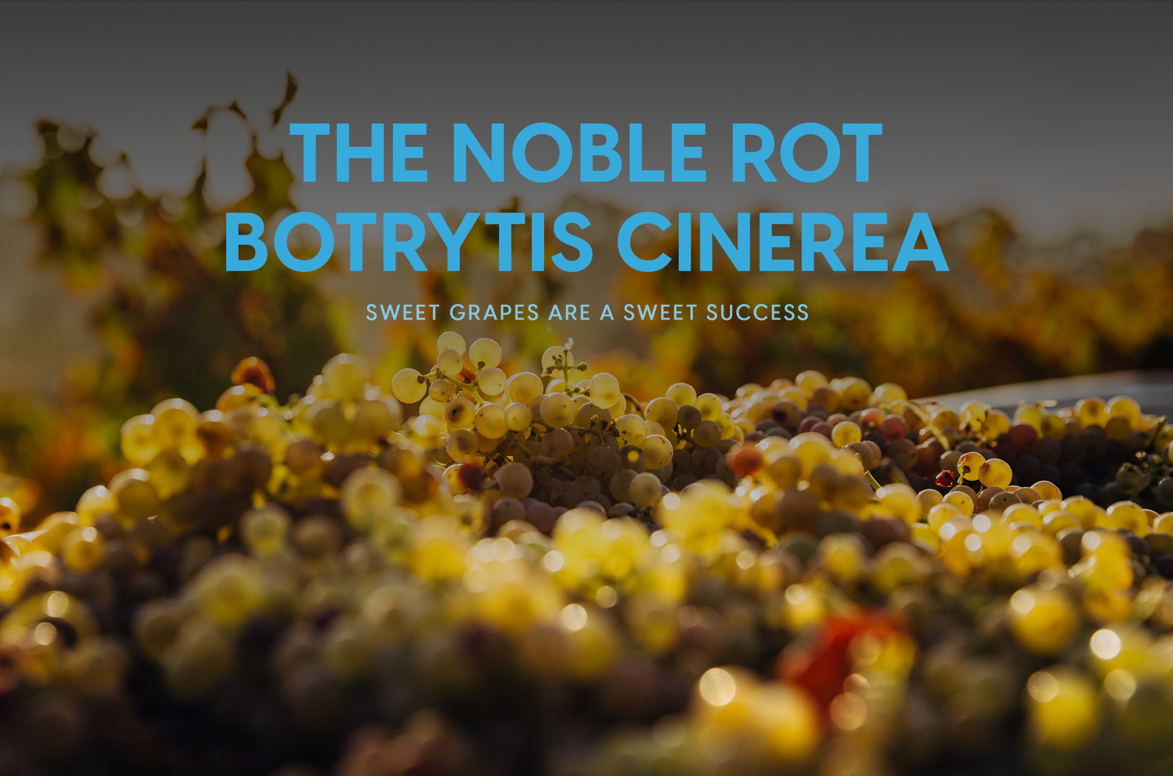 The Noble Rot, Botrytis Cinerea – Wine Clique
