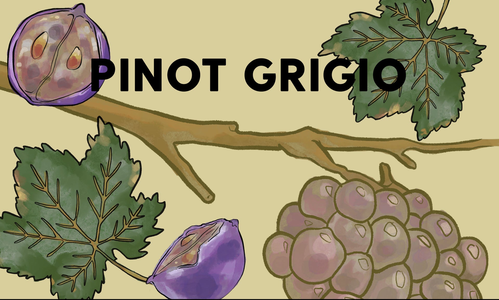 Wine Grapes: Pinot Grigio – Wine Clique