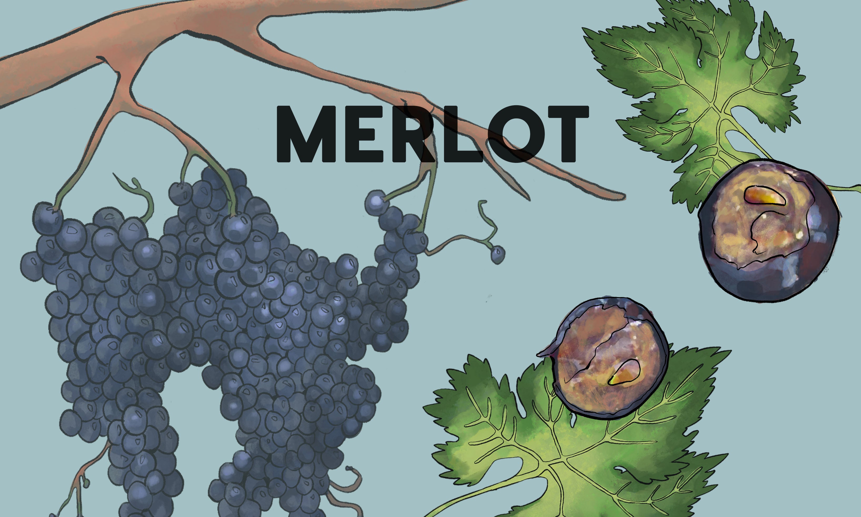 Wine Grapes: Merlot – Wine Clique