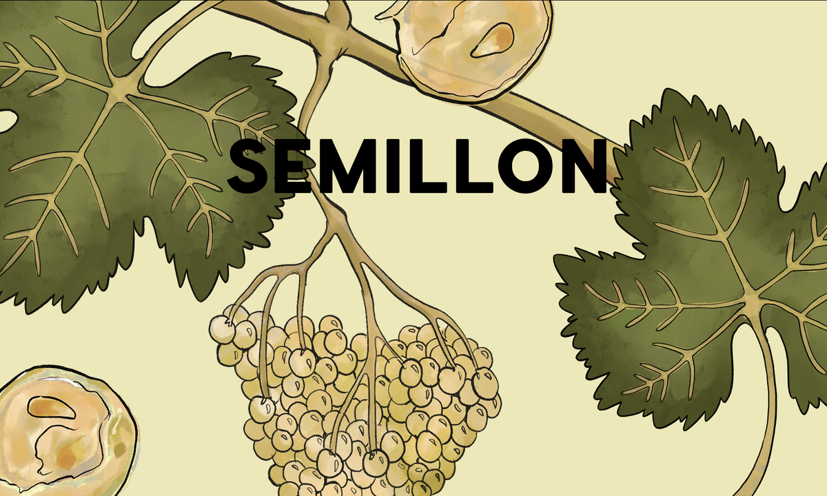 Wine Grapes: Semillon – Wine Clique